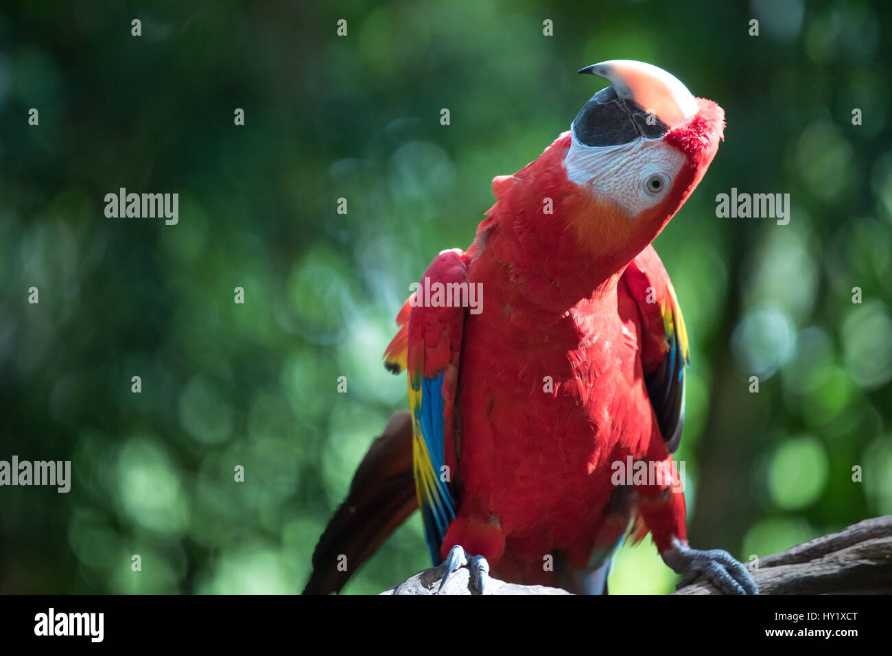 Close-up of a scarlet macaw (Ara macao) fooling around. Cancun, Mexico ...