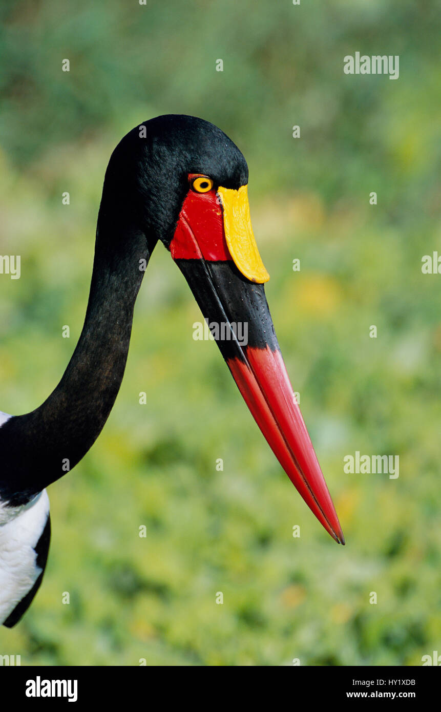 Saddlebill stork head portrait (Ephippiorhynchus senegalensis). Kruger ...