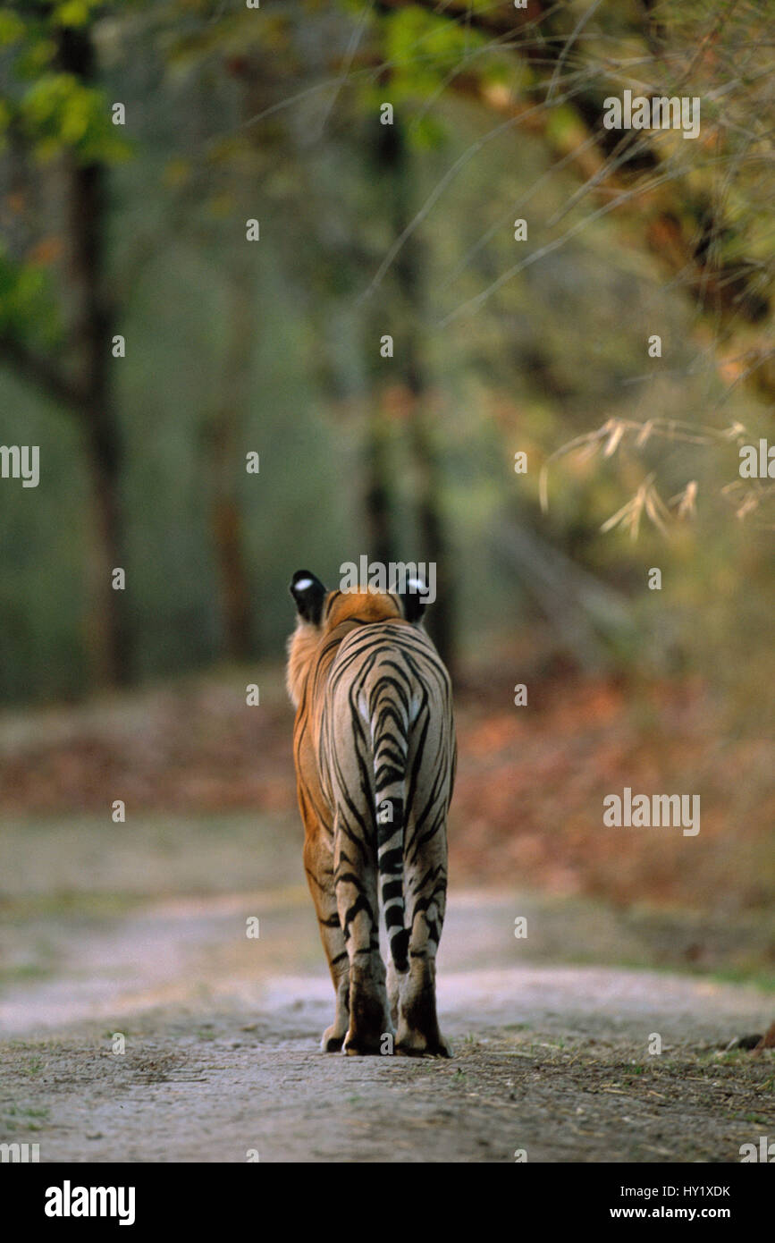 Rear view of male Bengal tiger (Panthera tigris tigris) walking on ...