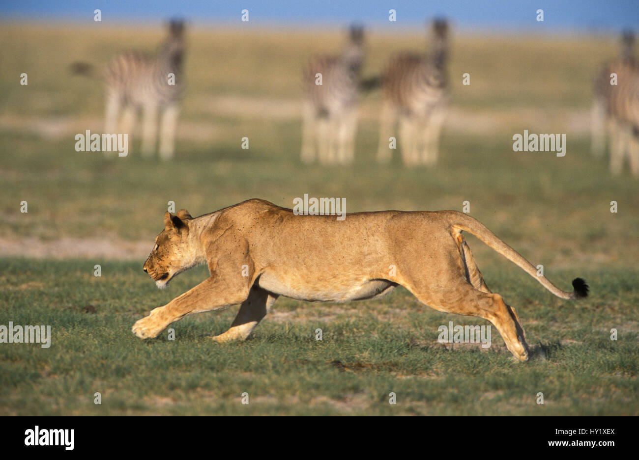 Lion running zebra hi-res stock photography and images - Alamy