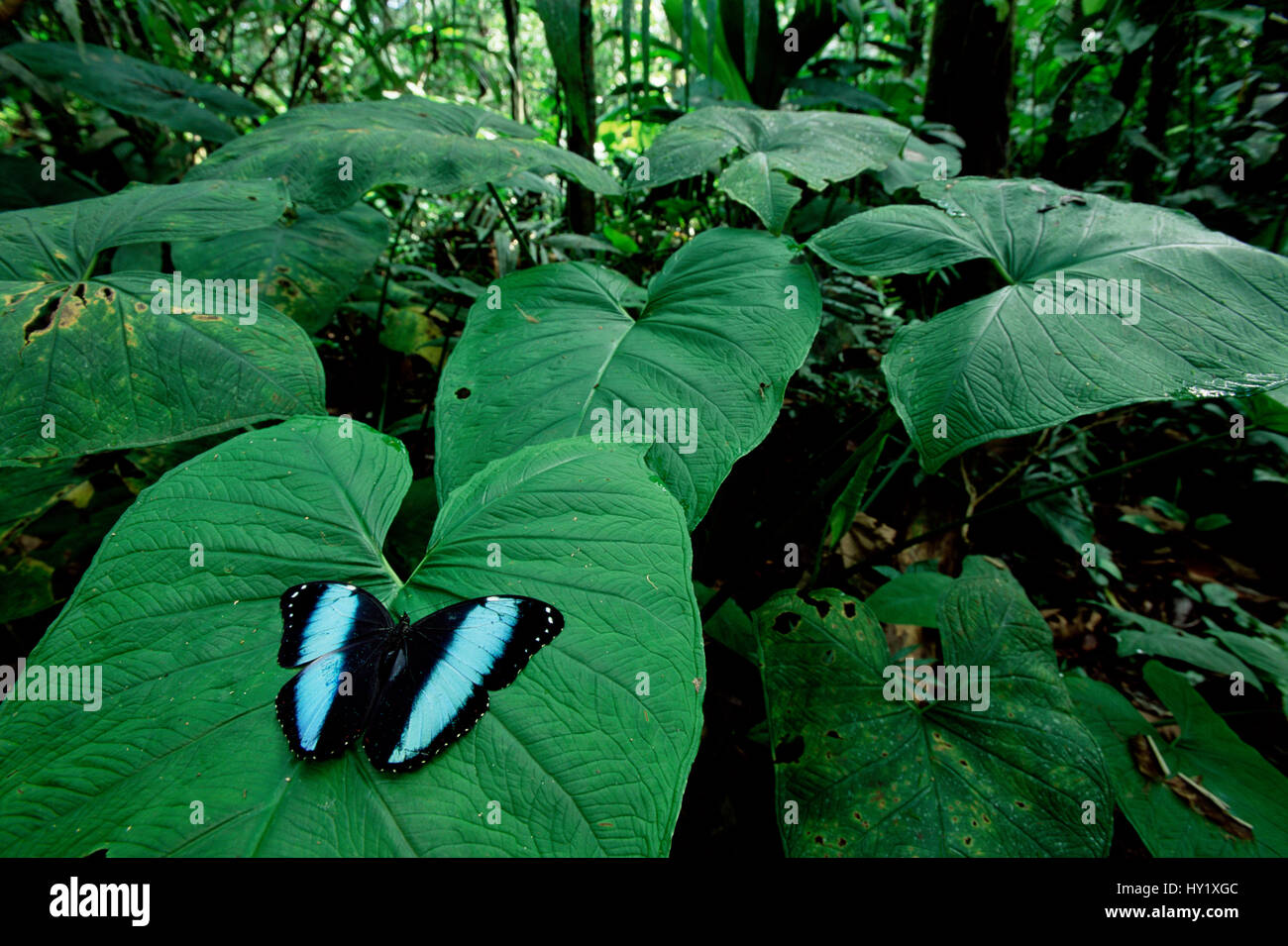 Morpho achilles butterfly hi-res stock photography and images - Alamy