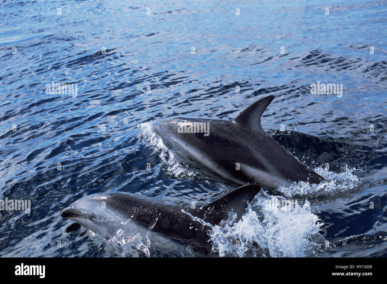 Dusky dolphins (Lagenorhynchus obscurus). Valdez peninsula, Argentina ...
