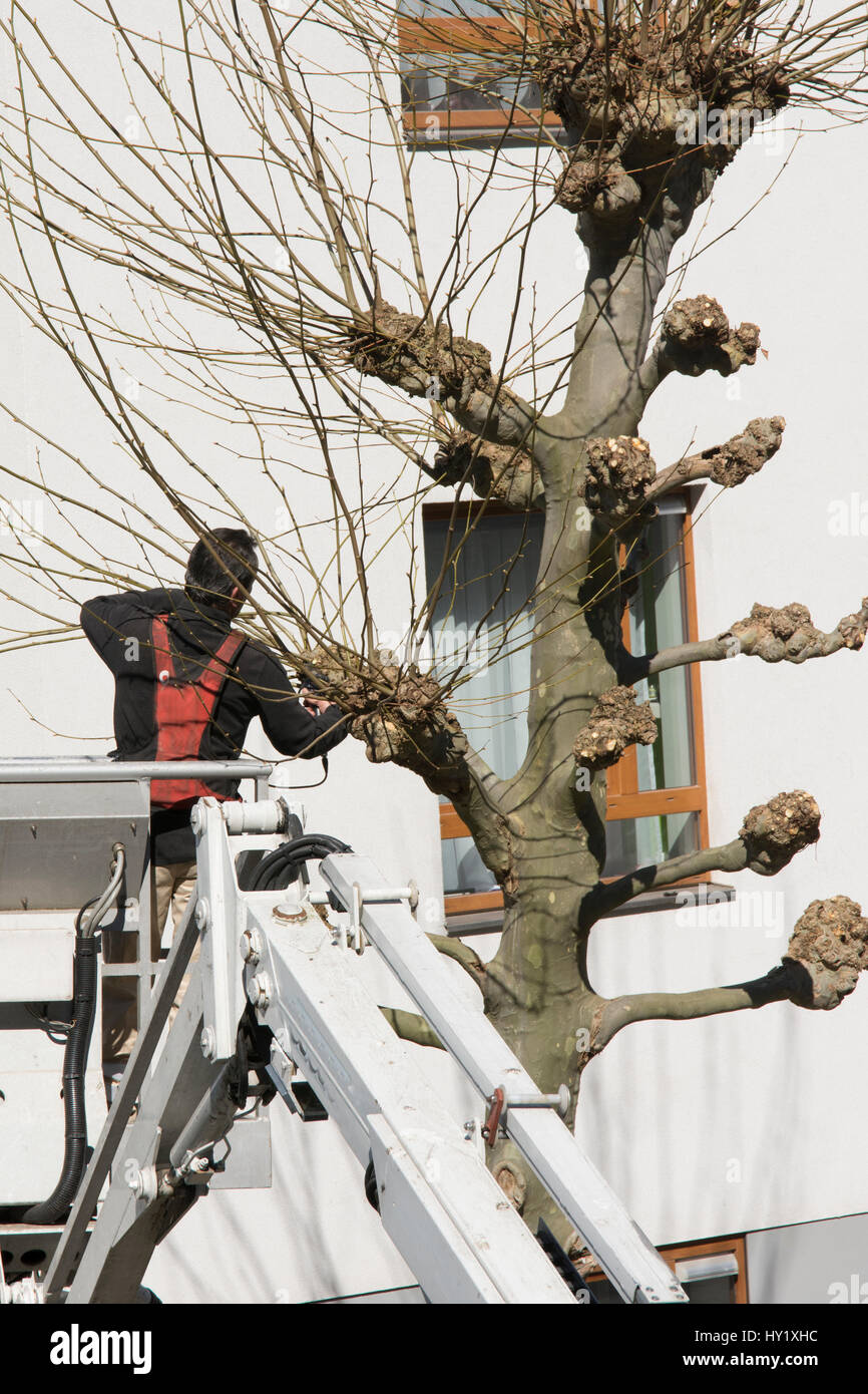 The pruned trees in spring Stock Photo - Alamy