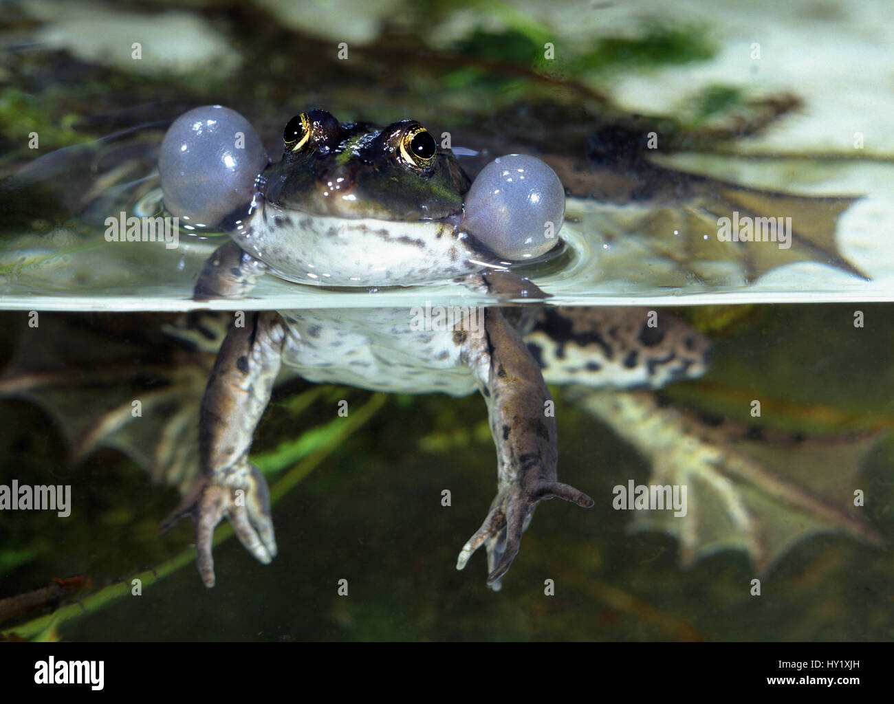 European edible frog male vocal sacs inflated (Rana esculenta) UK ...