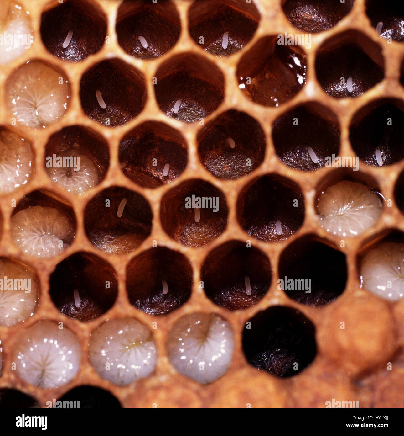 Honey Bee (Apis mellifera) cells with eggs and larvae. Surrey UK Stock ...
