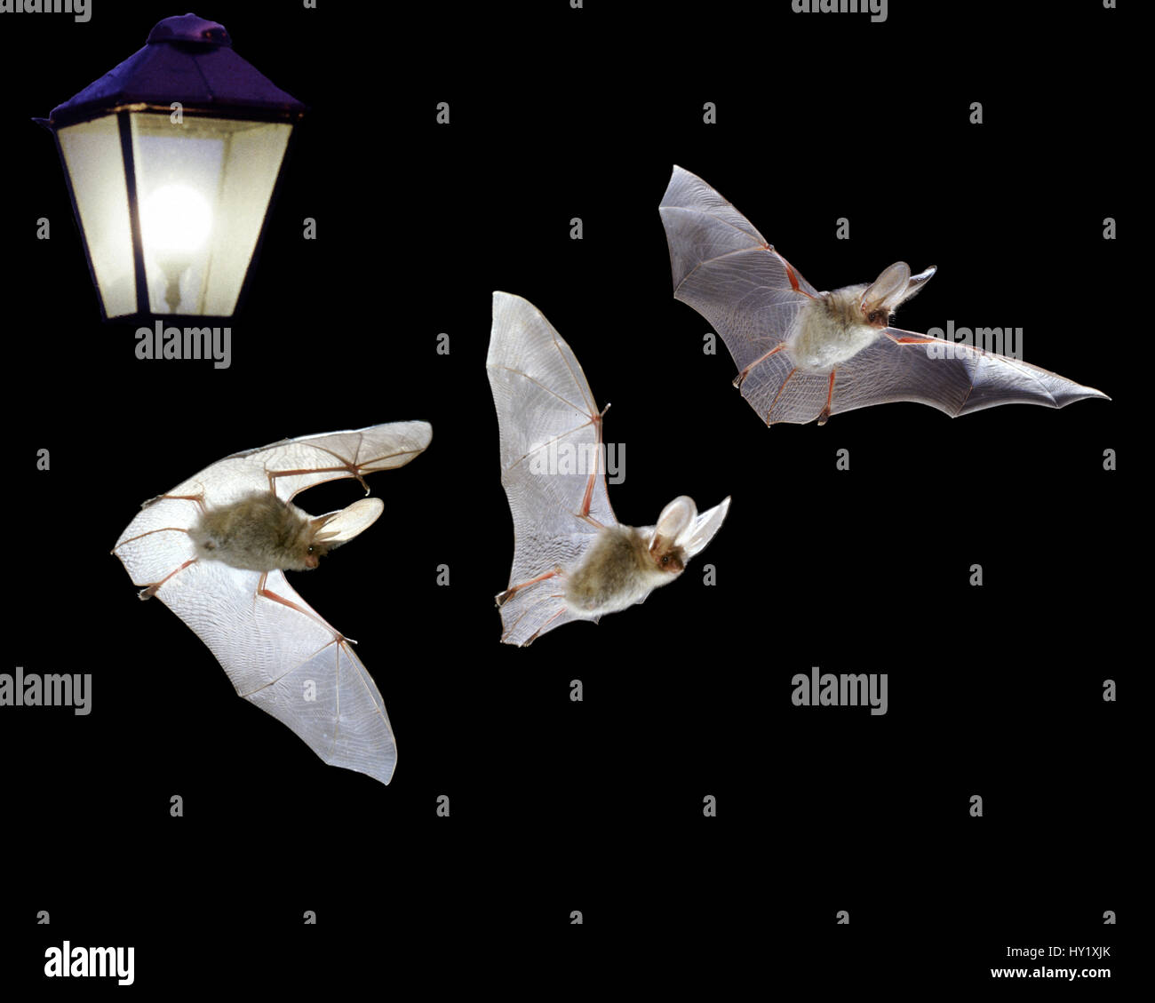 Long eared bats flying hi-res stock photography and images - Alamy