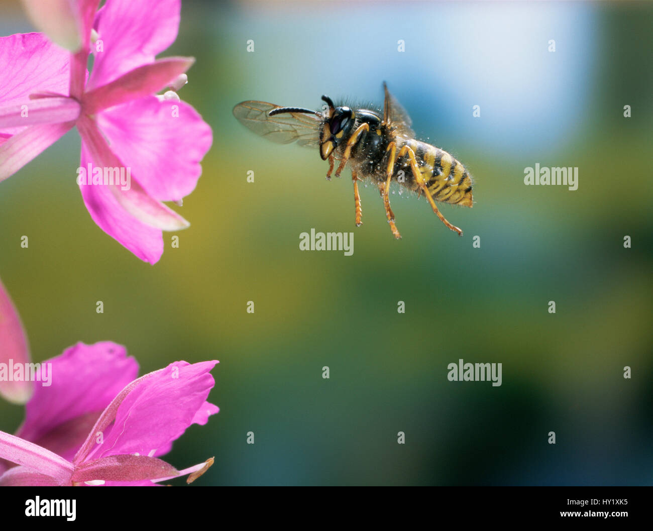 Saxonica hi-res stock photography and images - Alamy