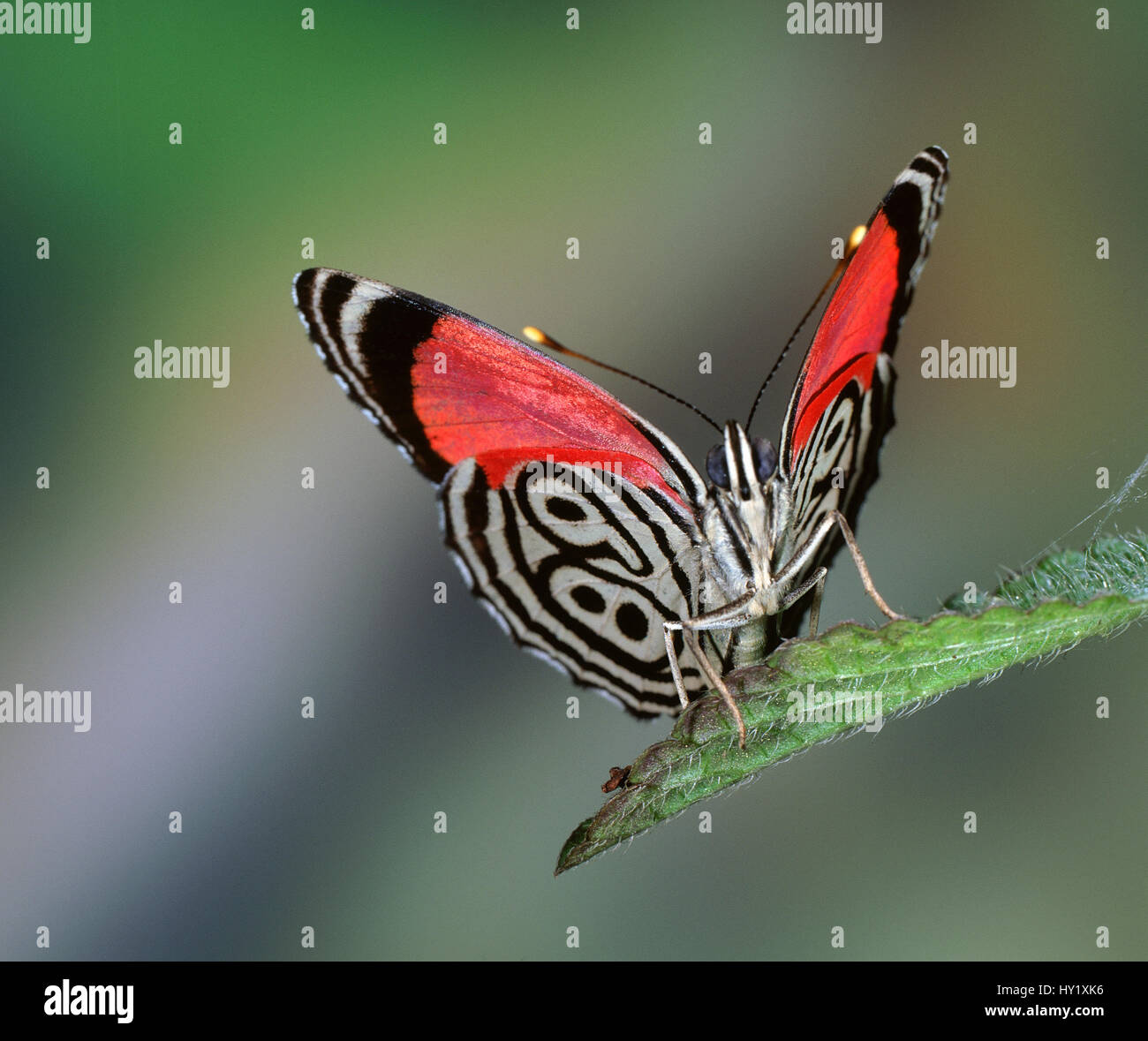 89 butterfly diaethria clymena trinidad hi-res stock photography and ...
