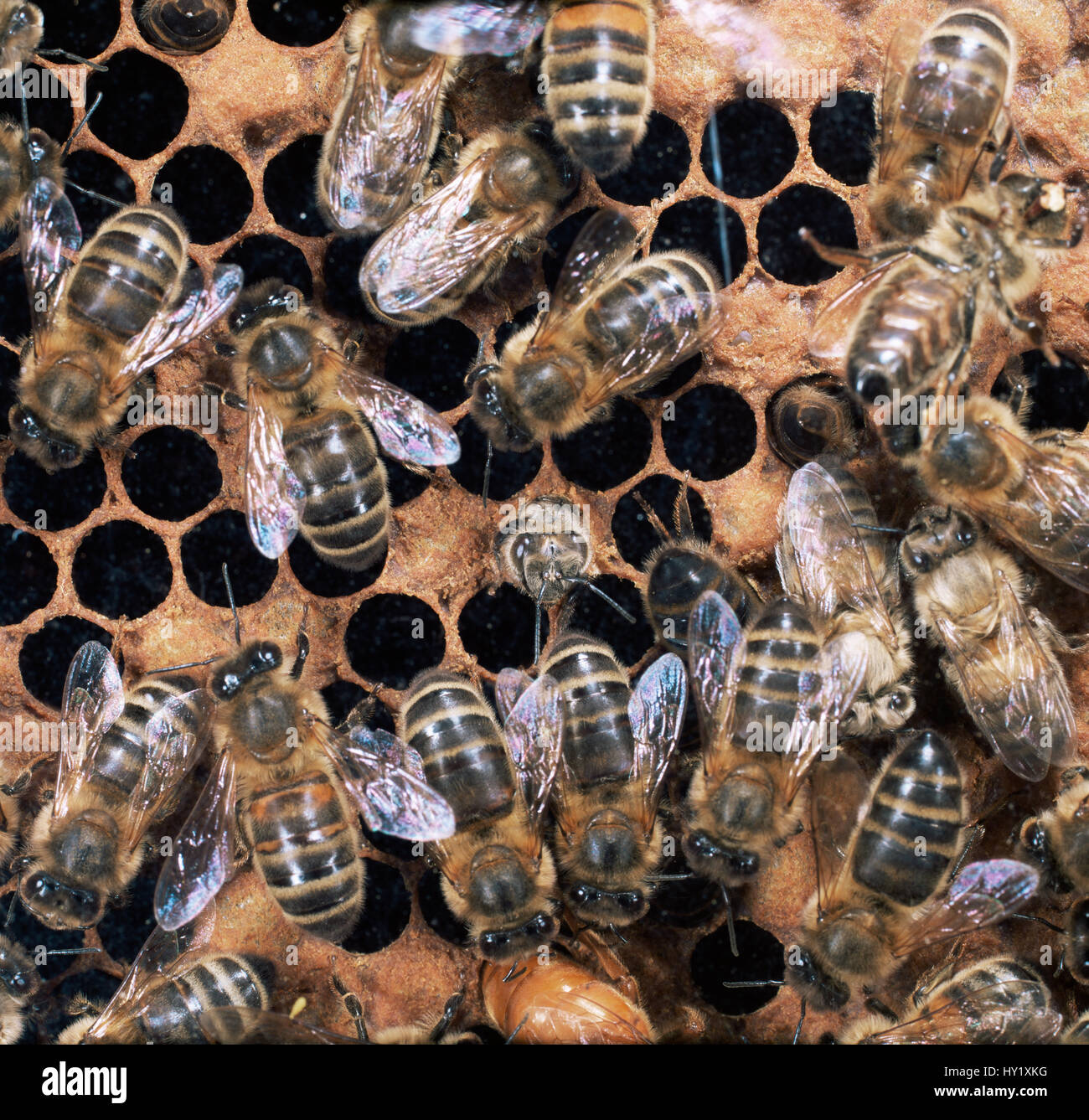 Honey bee (Apis mellifera) new worker emerging from pupal cell. UK ...