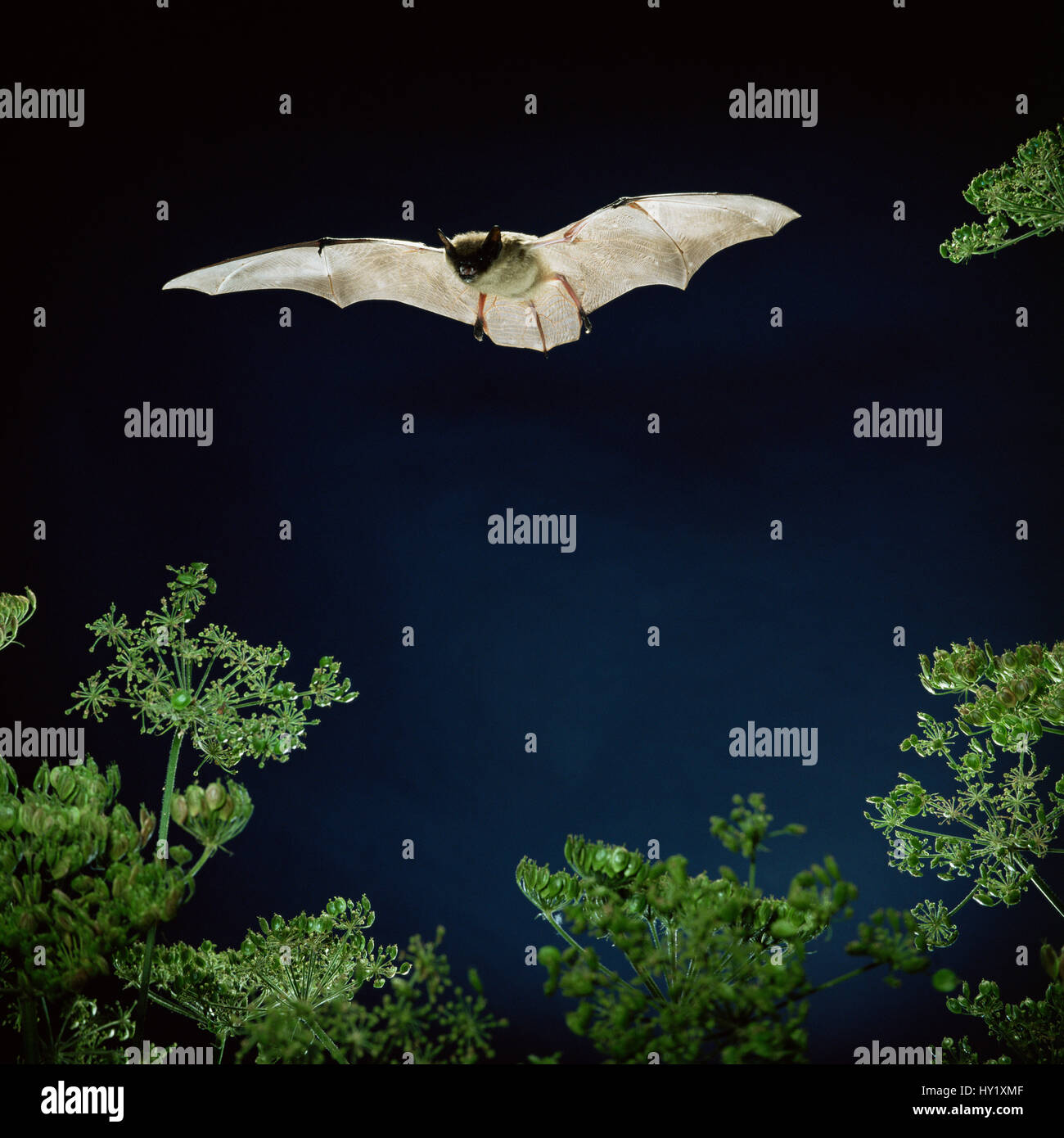 Vespertilioni bat hi-res stock photography and images - Alamy