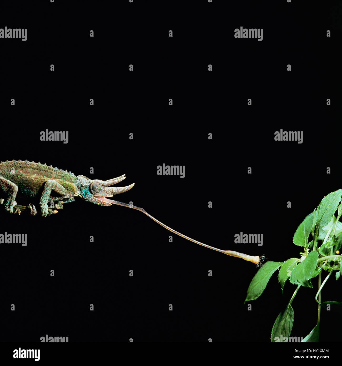 Jacksons 3-horned chameleon (Chamaeleo jacksonii) catching fly. Captive ...