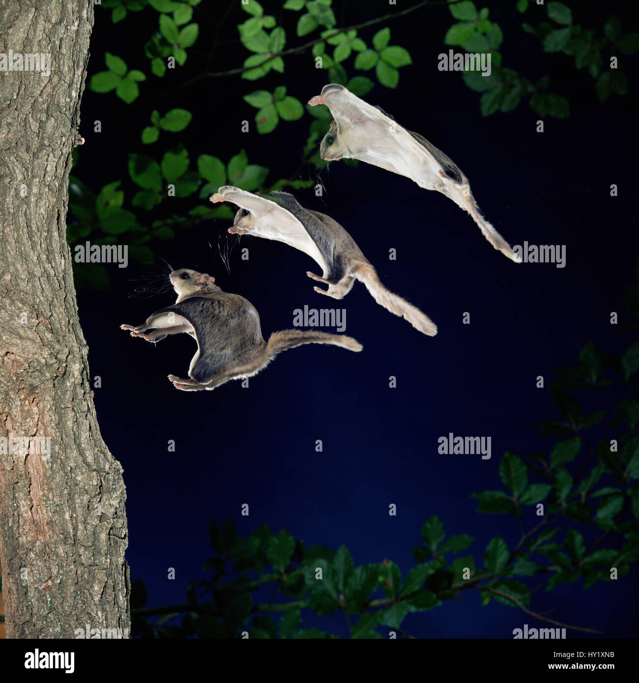 Glaucomys volans mexican flying squirrel hi-res stock photography and ...