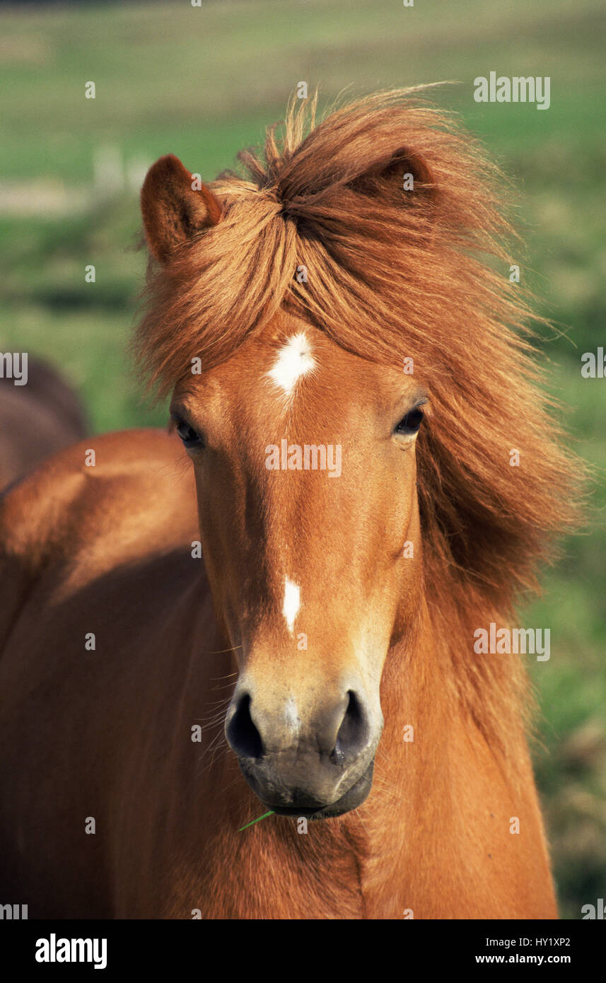 Icelandic pony portrait, Iceland Stock Photo - Alamy
