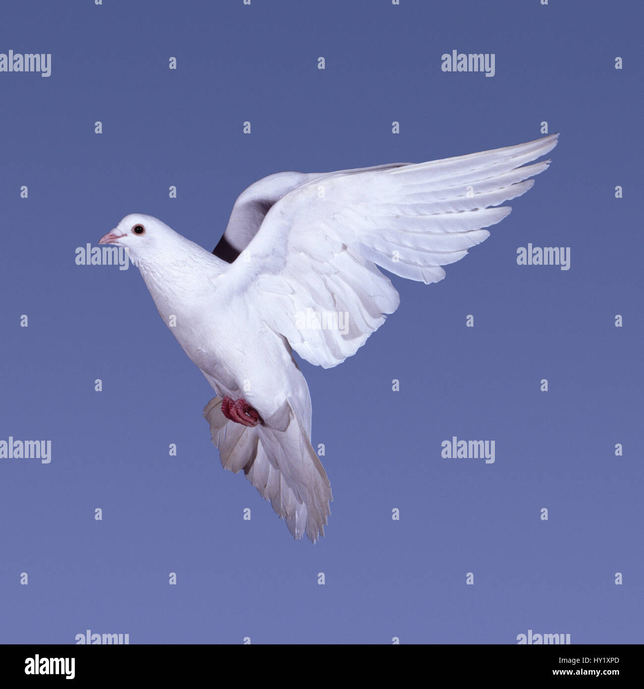 White Rock dove / Feral pigeon (Columba livia) in flight, UK Stock ...