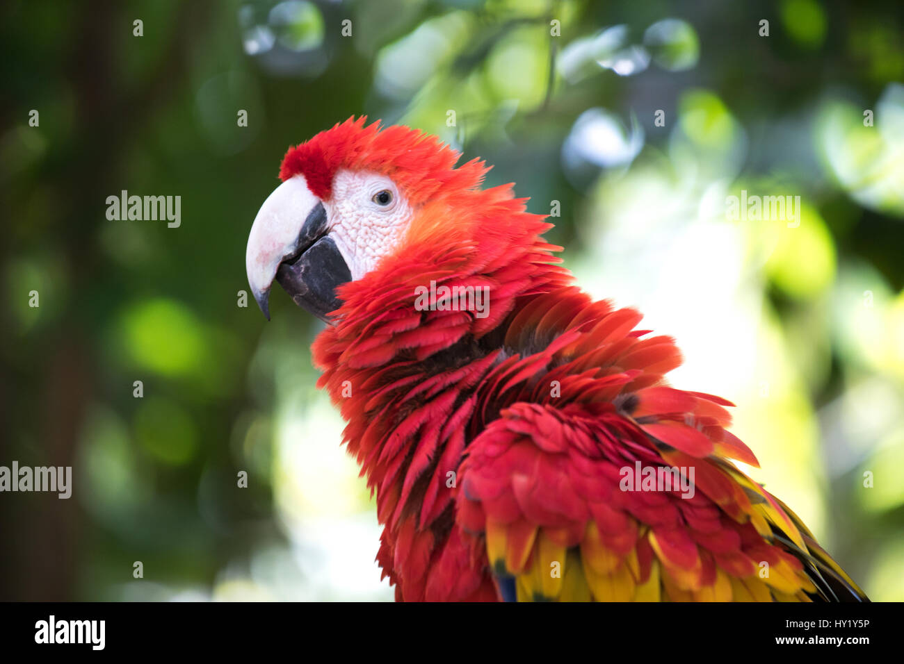 Close-up of a scarlet macaw (Ara macao) looking down. Cancun, Mexico ...