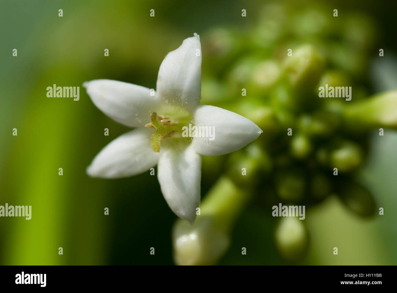 Noni flower hi-res stock photography and images - Alamy