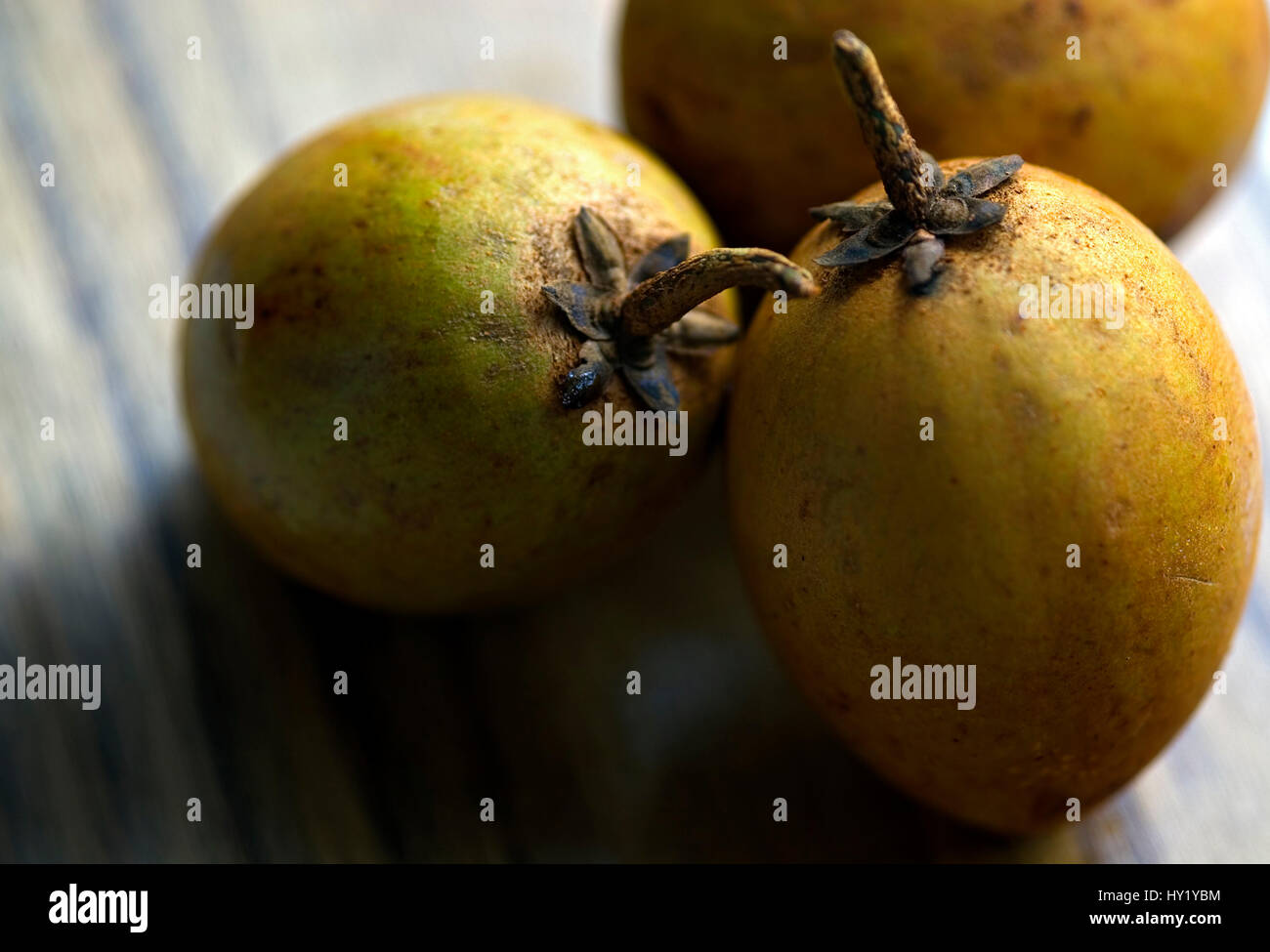 This stock photo shows a close up of three Sapodilla Fruits, a tropical ...