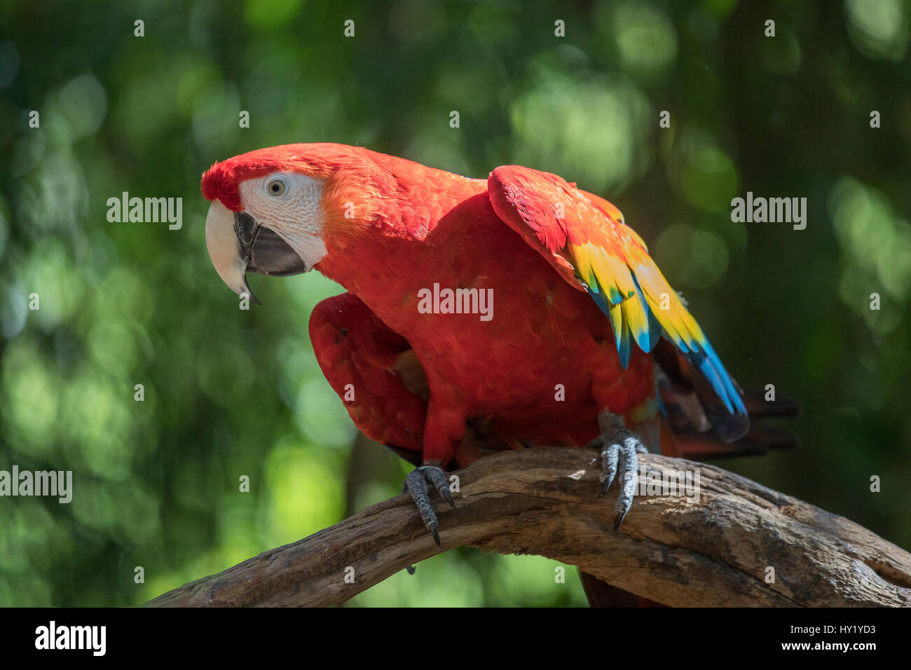 Close-up of a scarlet macaw (Ara macao) sitting on a tree branch ...