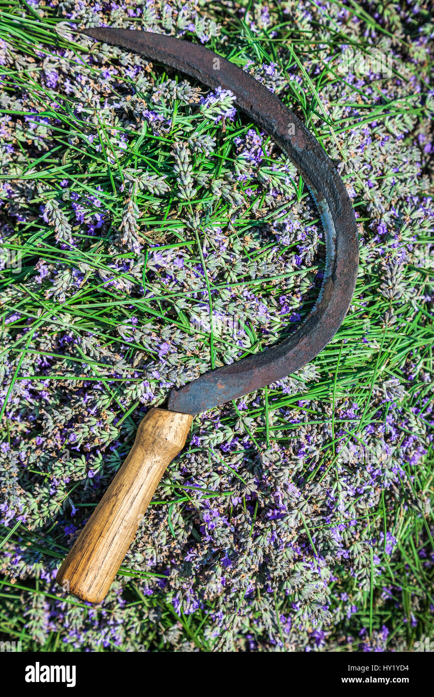 Reaping hook hi-res stock photography and images - Alamy