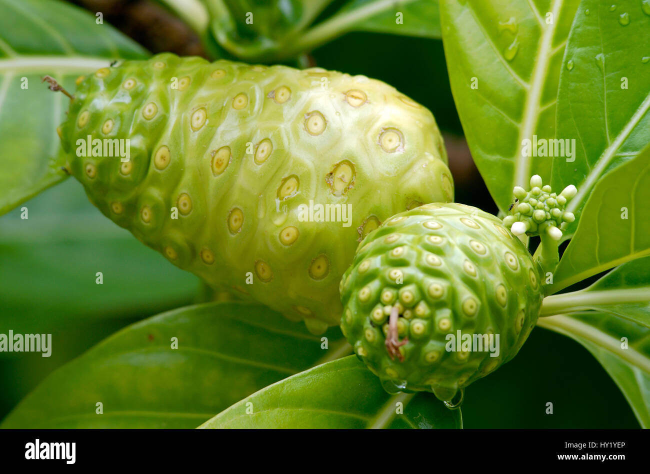 Close Up Image of a Noni Fruit with blossom on a tree on Tuamotu Island ...