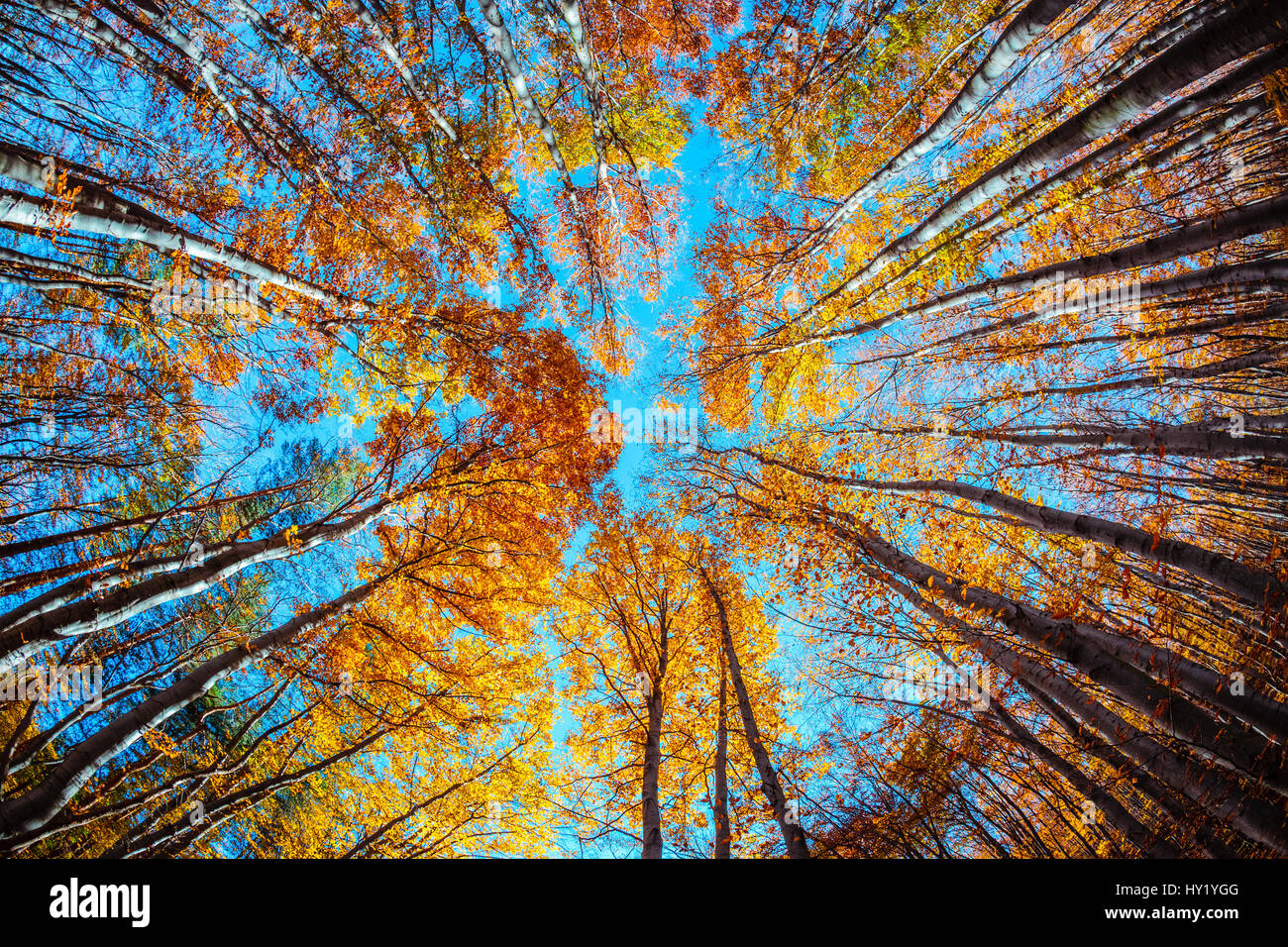 Fisheye view of autumn trees Stock Photo - Alamy