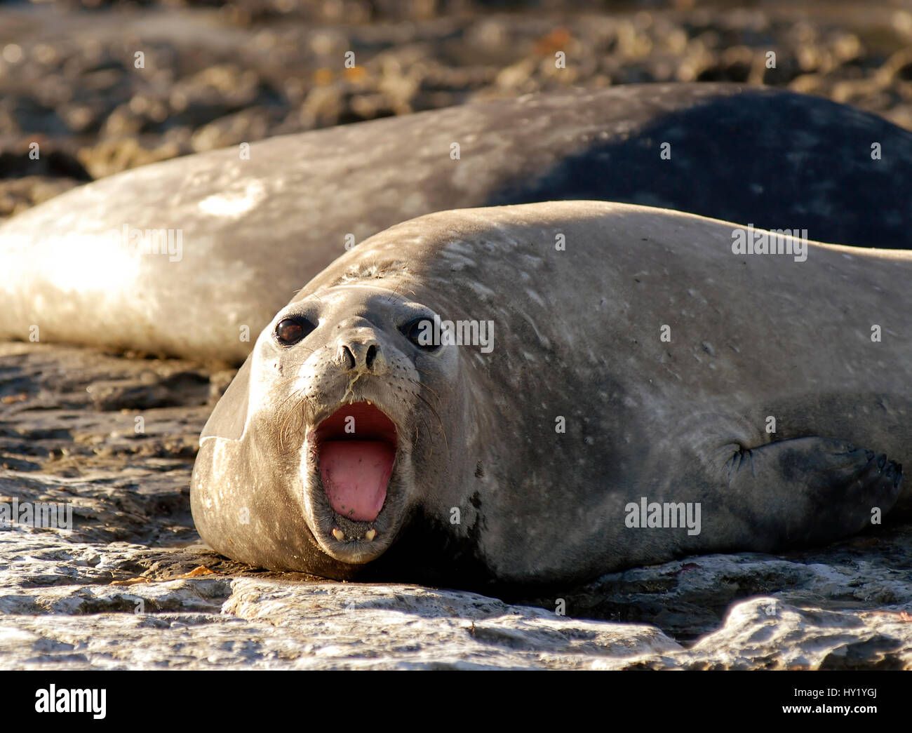 Sea elephant hi-res stock photography and images - Alamy
