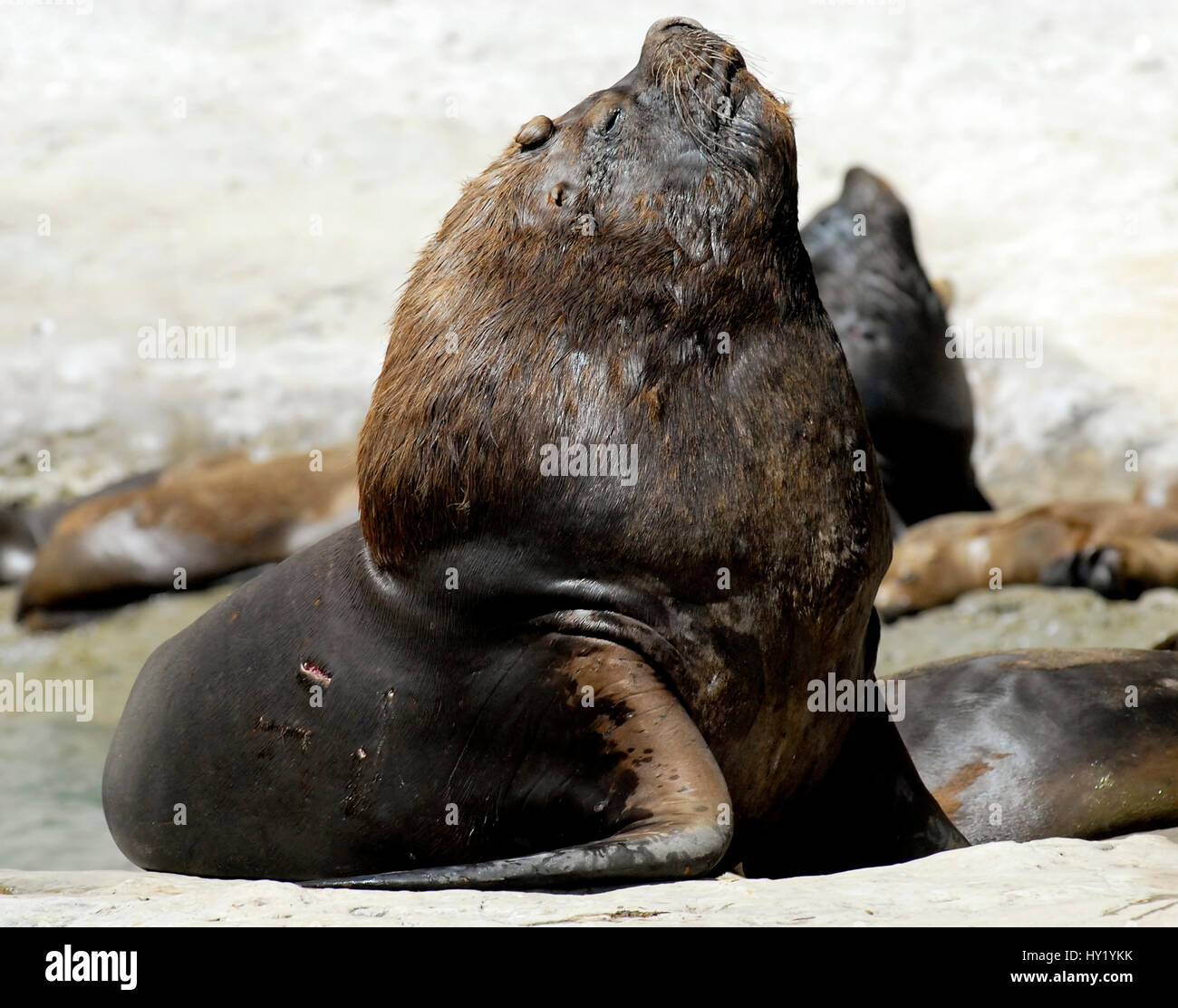 Sea lion bulle hi-res stock photography and images - Alamy