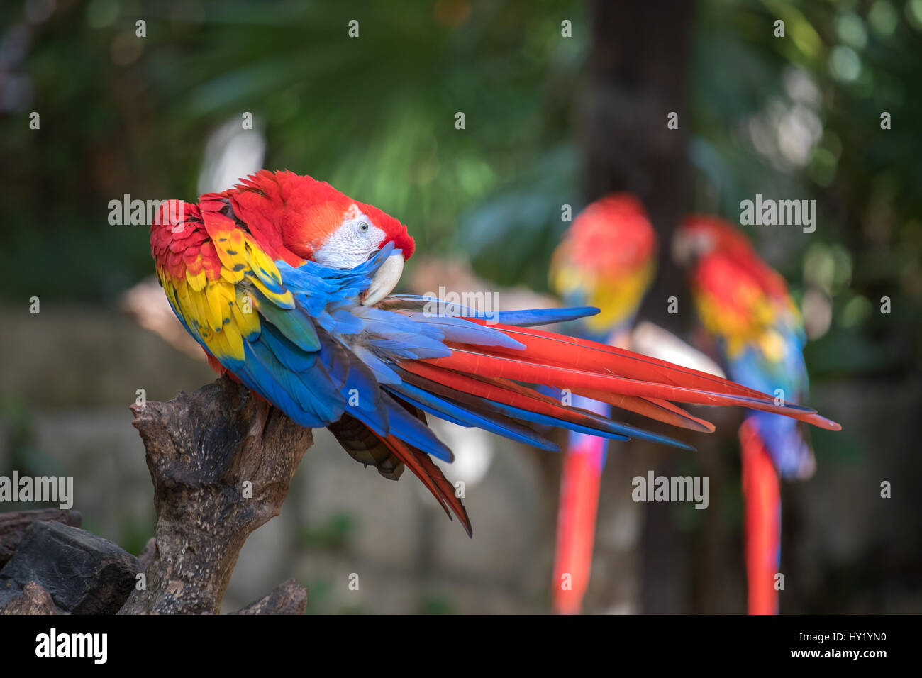 Close-up of a scarlet macaw (Ara macao) cleaning her feathers. Cancun ...
