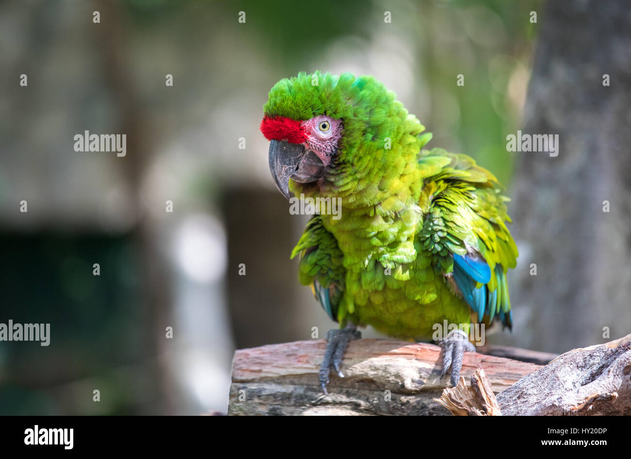 Close-up of a military macaw (Ara militaris) sitting on a tree branch ...