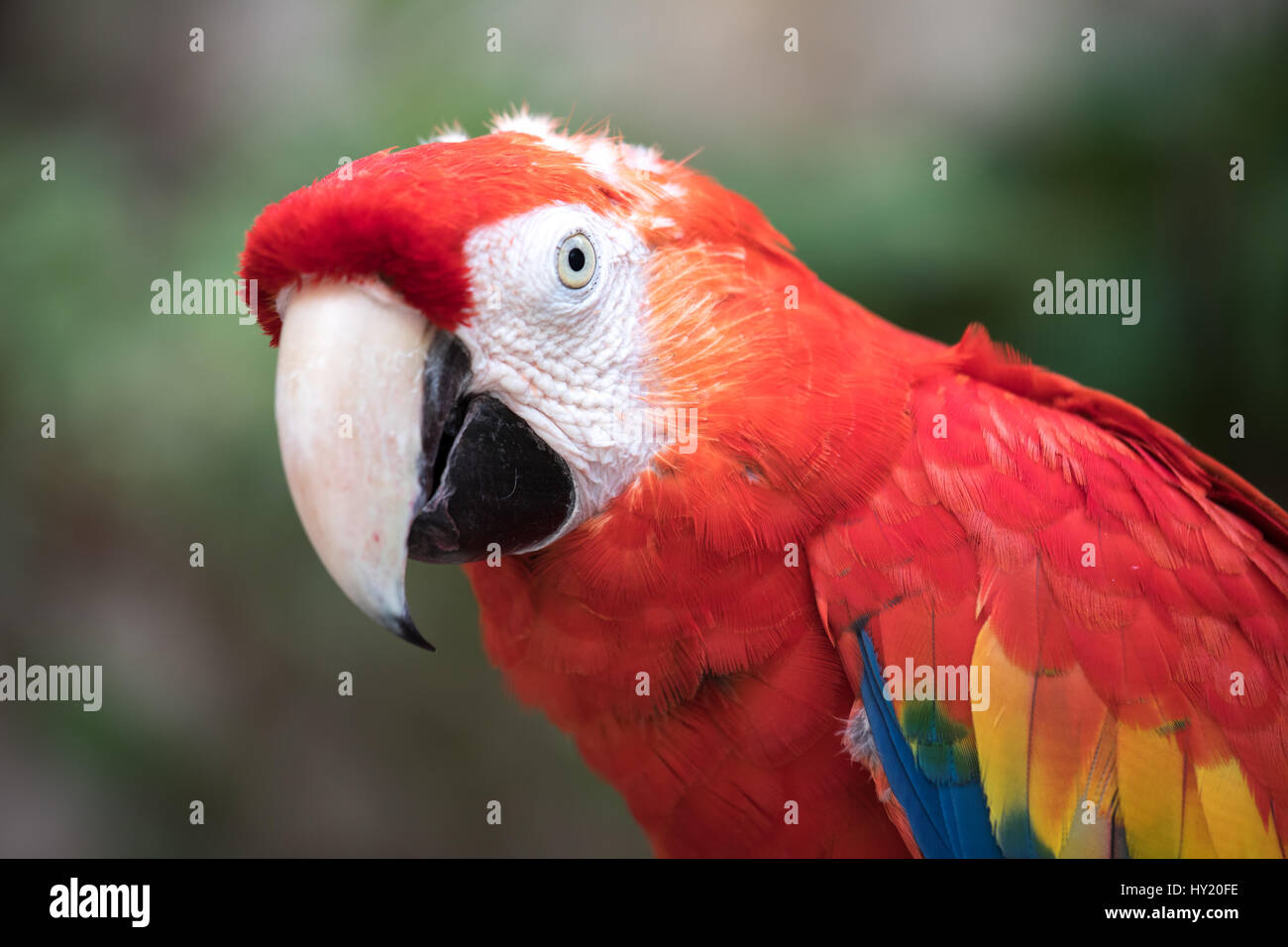 Close-up of a scarlet macaw (Ara macao). Cancun, Mexico Stock Photo - Alamy