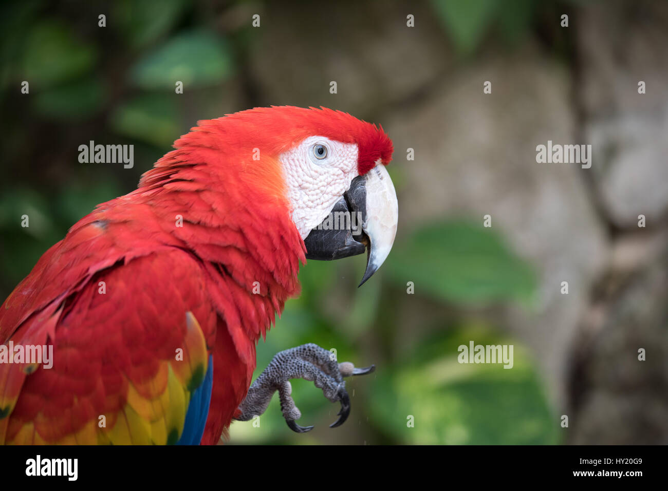 Close-up of a scarlet macaw (Ara macao). Cancun, Mexico Stock Photo - Alamy