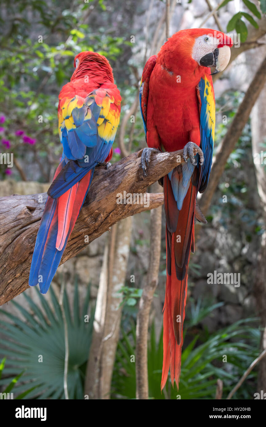 Close-up of a scarlet macaw (Ara macao). Cancun, Mexico Stock Photo - Alamy