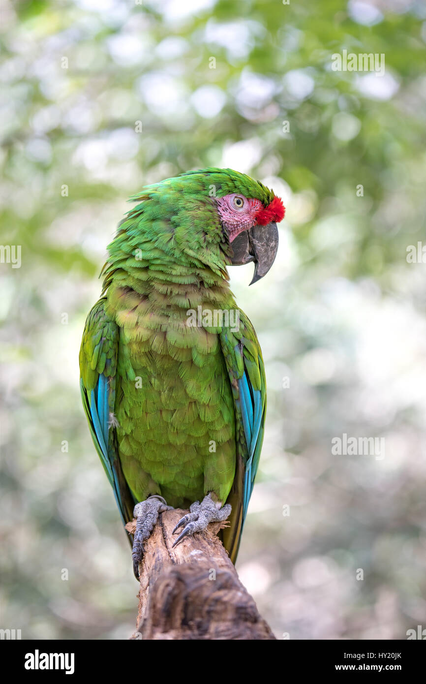 Blue parrot mexico playa carmen hi-res stock photography and images - Alamy