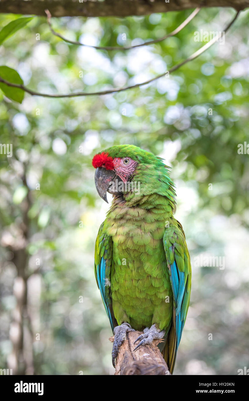 Close-up of a military macaw (Ara militaris). Cancun, Mexico Stock ...