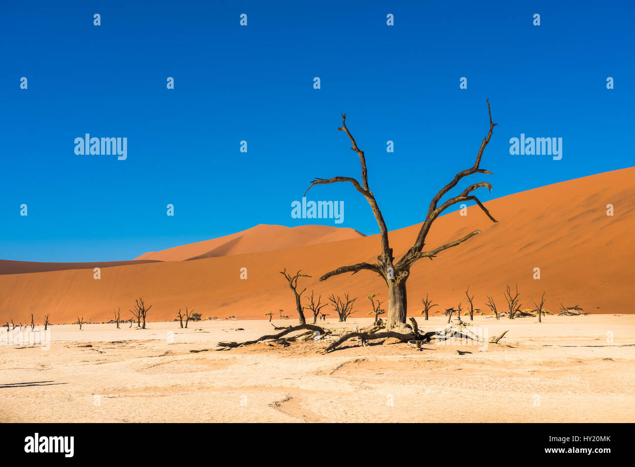 Dead Camelthorn Trees and red dunes in Deadvlei, Sossusvlei, Namib ...