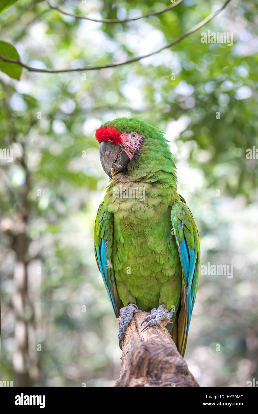 Close-up of a military macaw (Ara militaris). Cancun, Mexico Stock ...