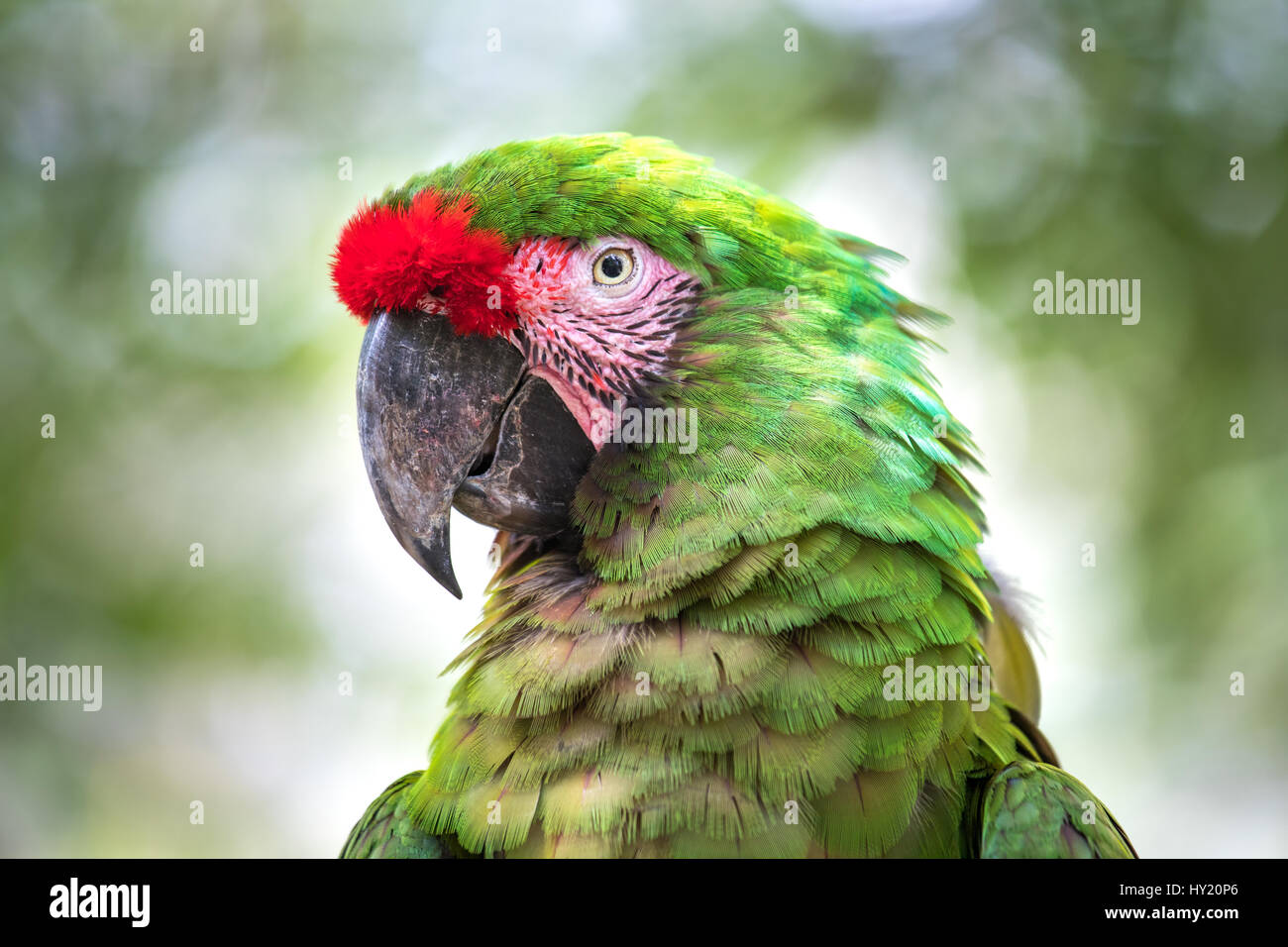 Close-up of a military macaw (Ara militaris). Cancun, Mexico Stock ...