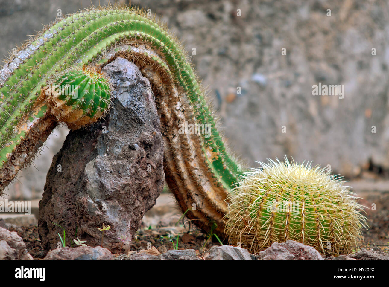 Cactus madeira portugal hi-res stock photography and images - Alamy