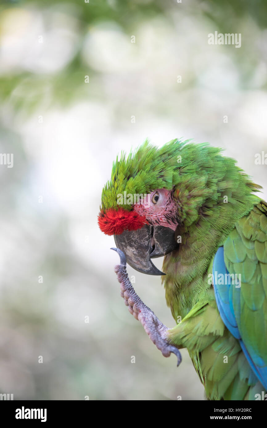 Close-up of a military macaw (Ara militaris). Cancun, Mexico Stock ...