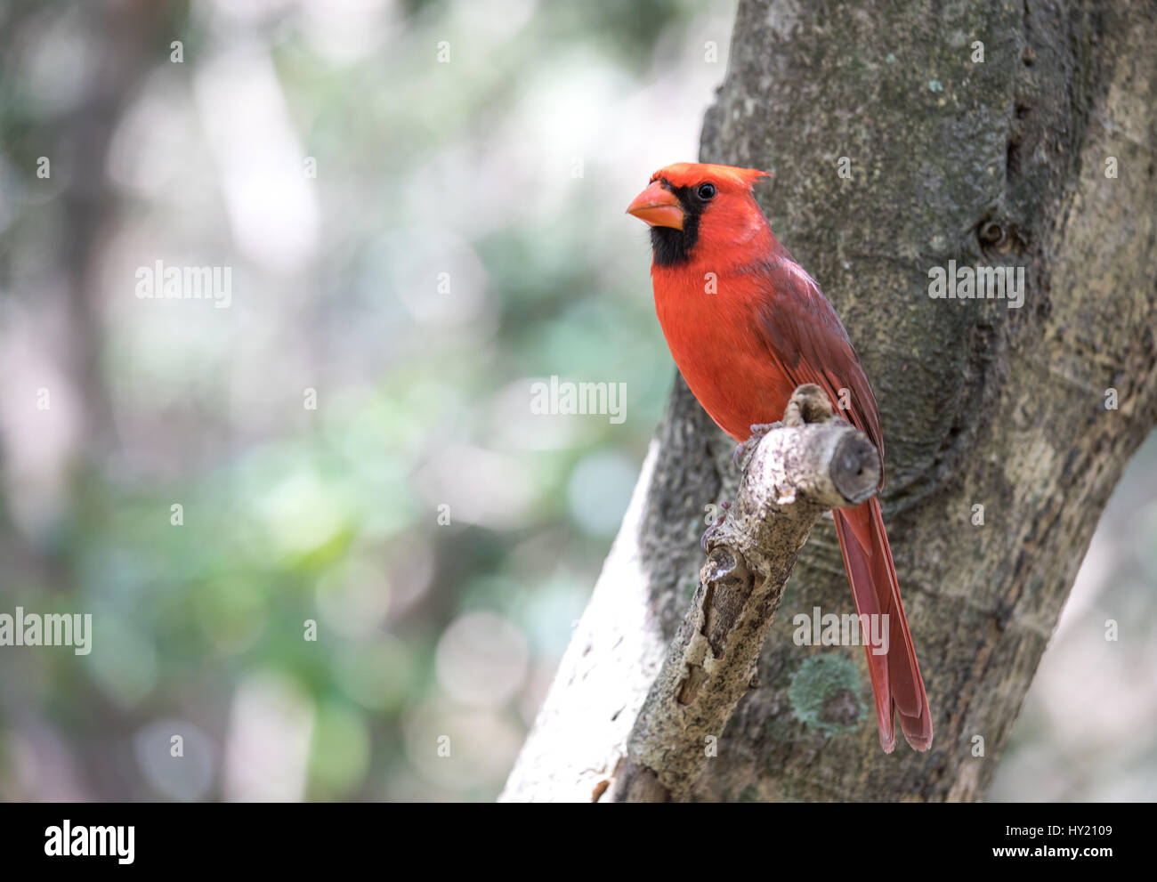 Close-up of a tropical bird - northern cardinal (Cardinalis cardinalis ...
