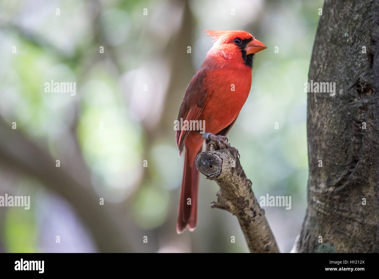 Close-up of a tropical bird - northern cardinal (Cardinalis cardinalis ...