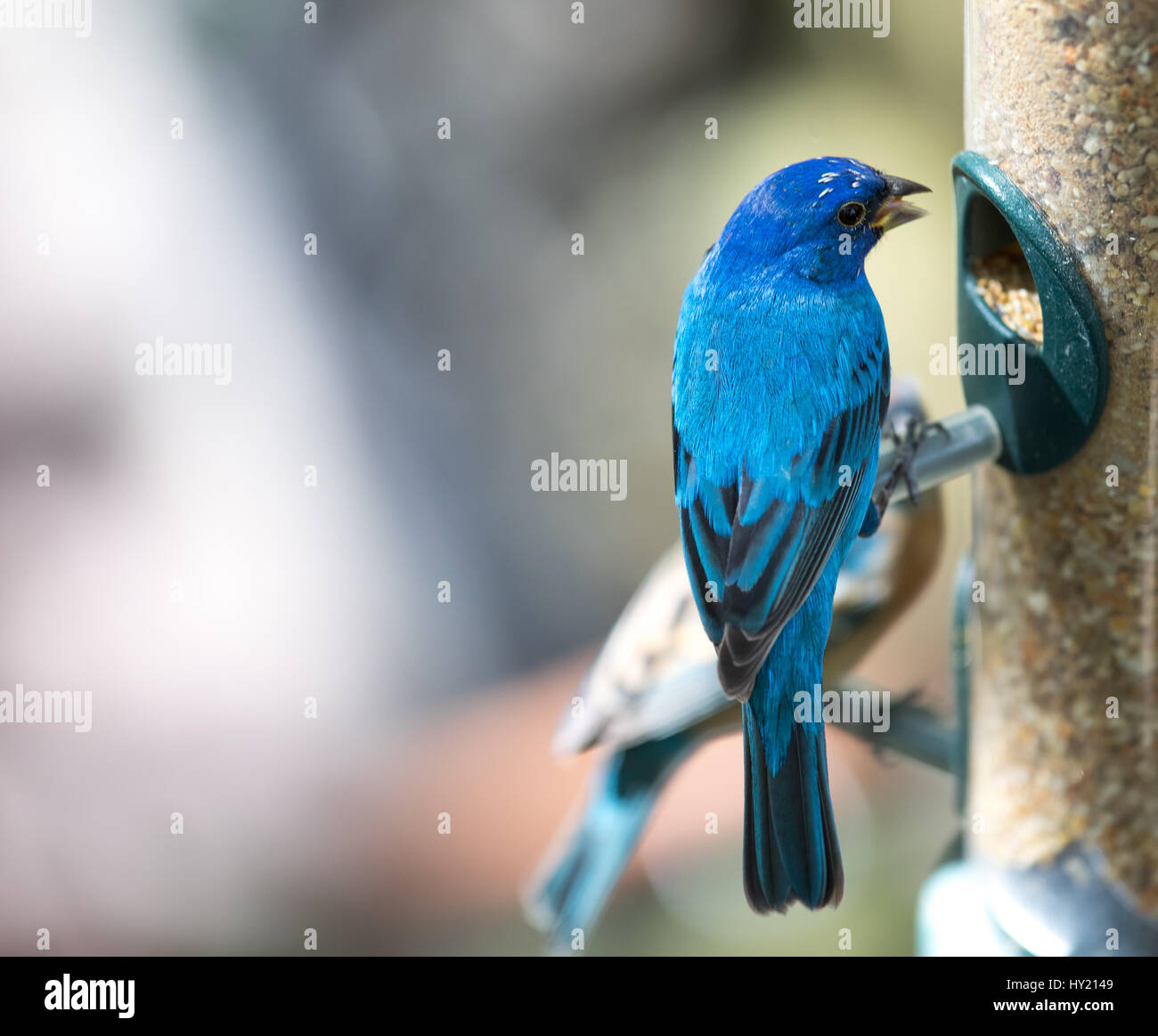 Close-up of a tropical bird. Cancun, Mexico Stock Photo - Alamy