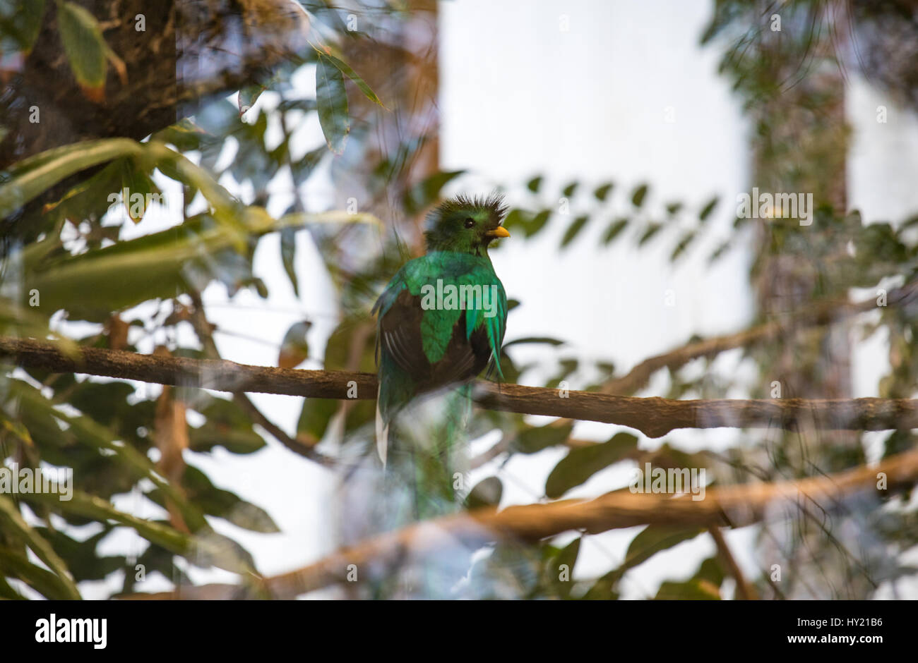 Close-up of a very rare quetzal bird in a glass cage. Cancun, Mexico ...