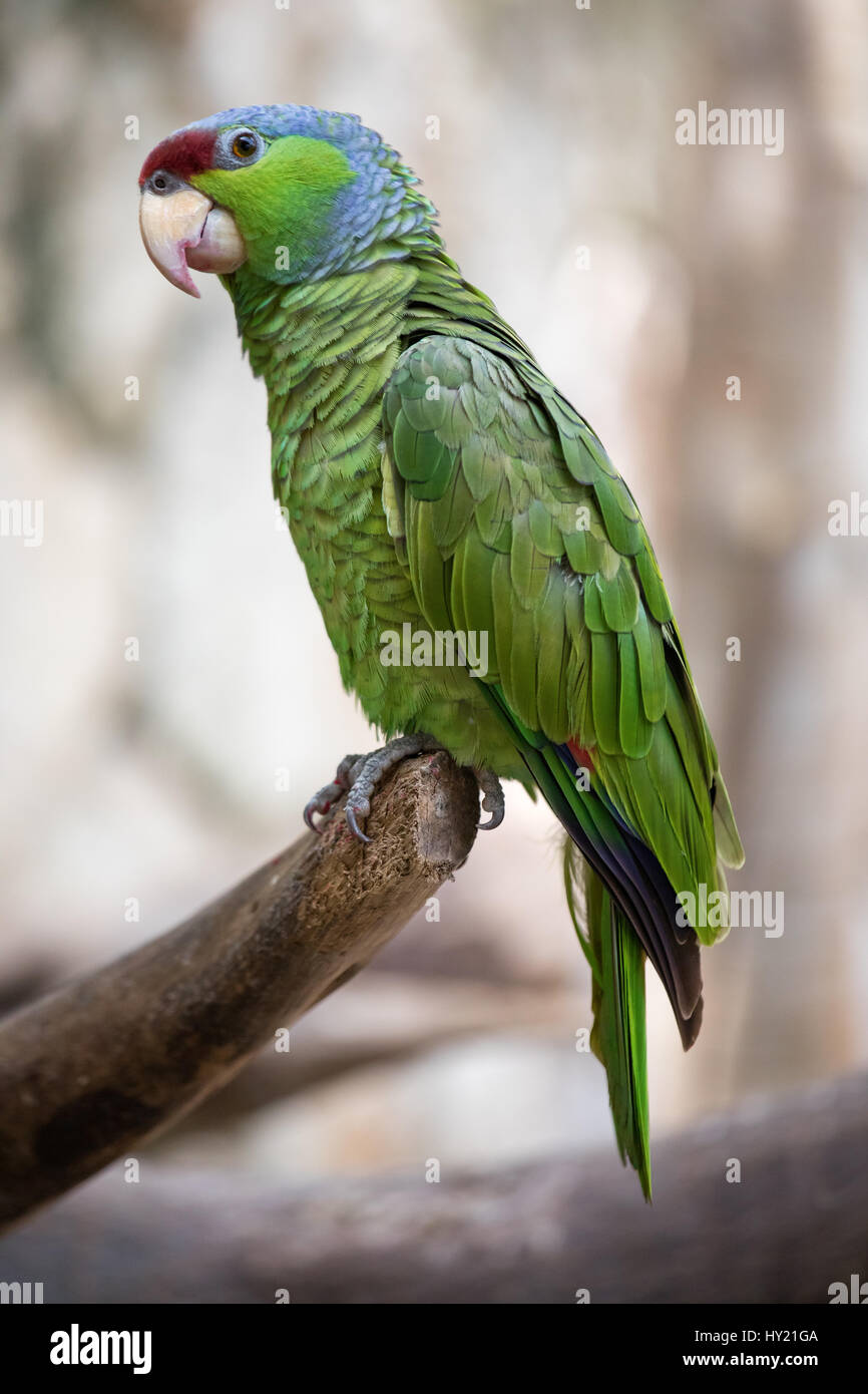Blue parrot mexico playa carmen hi-res stock photography and images - Alamy