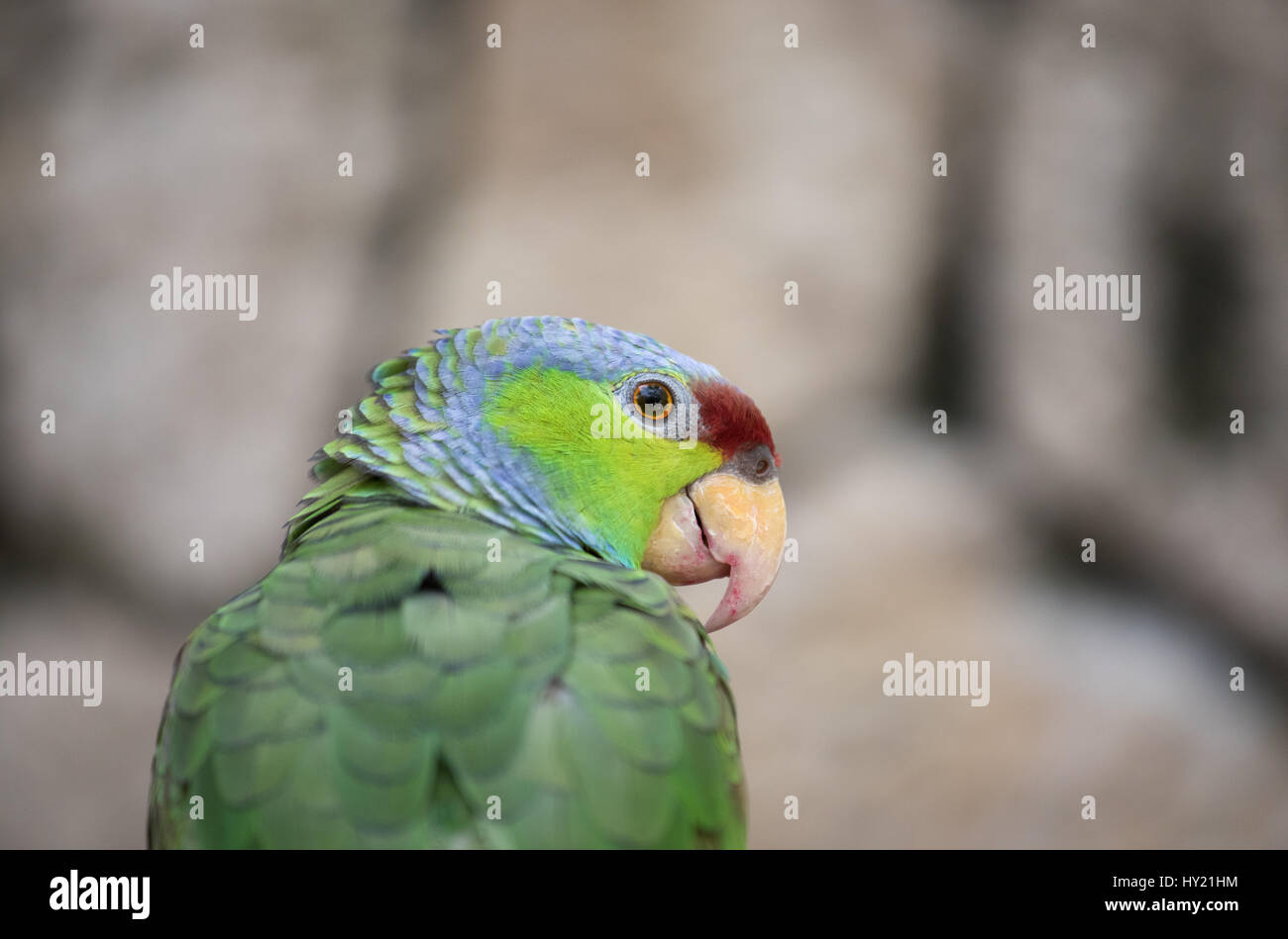 Macaw native to mexico hi-res stock photography and images - Alamy