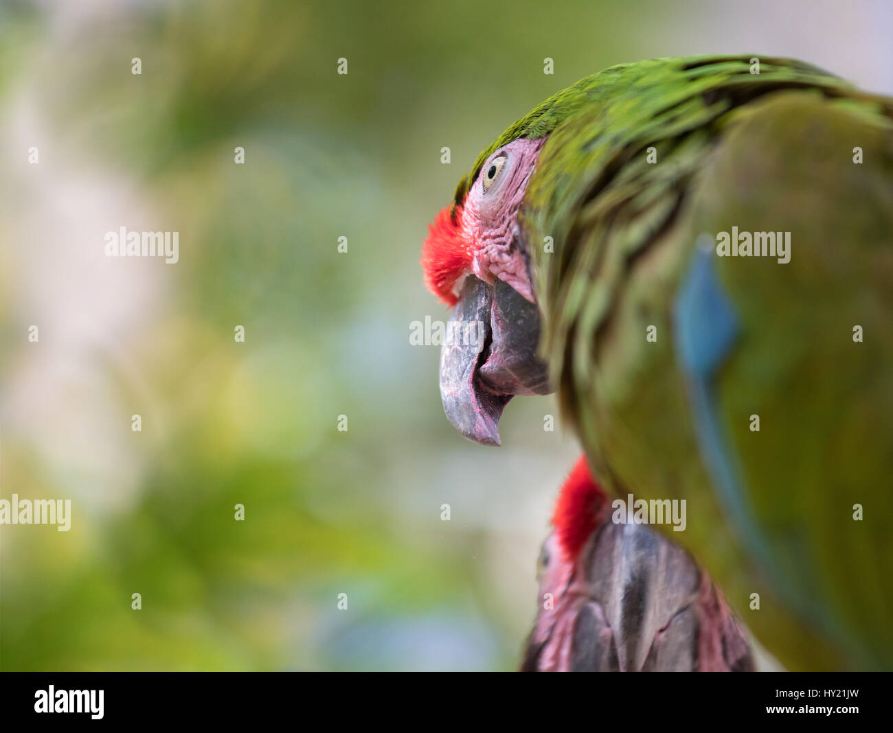 Military macaw mexico hi-res stock photography and images - Alamy