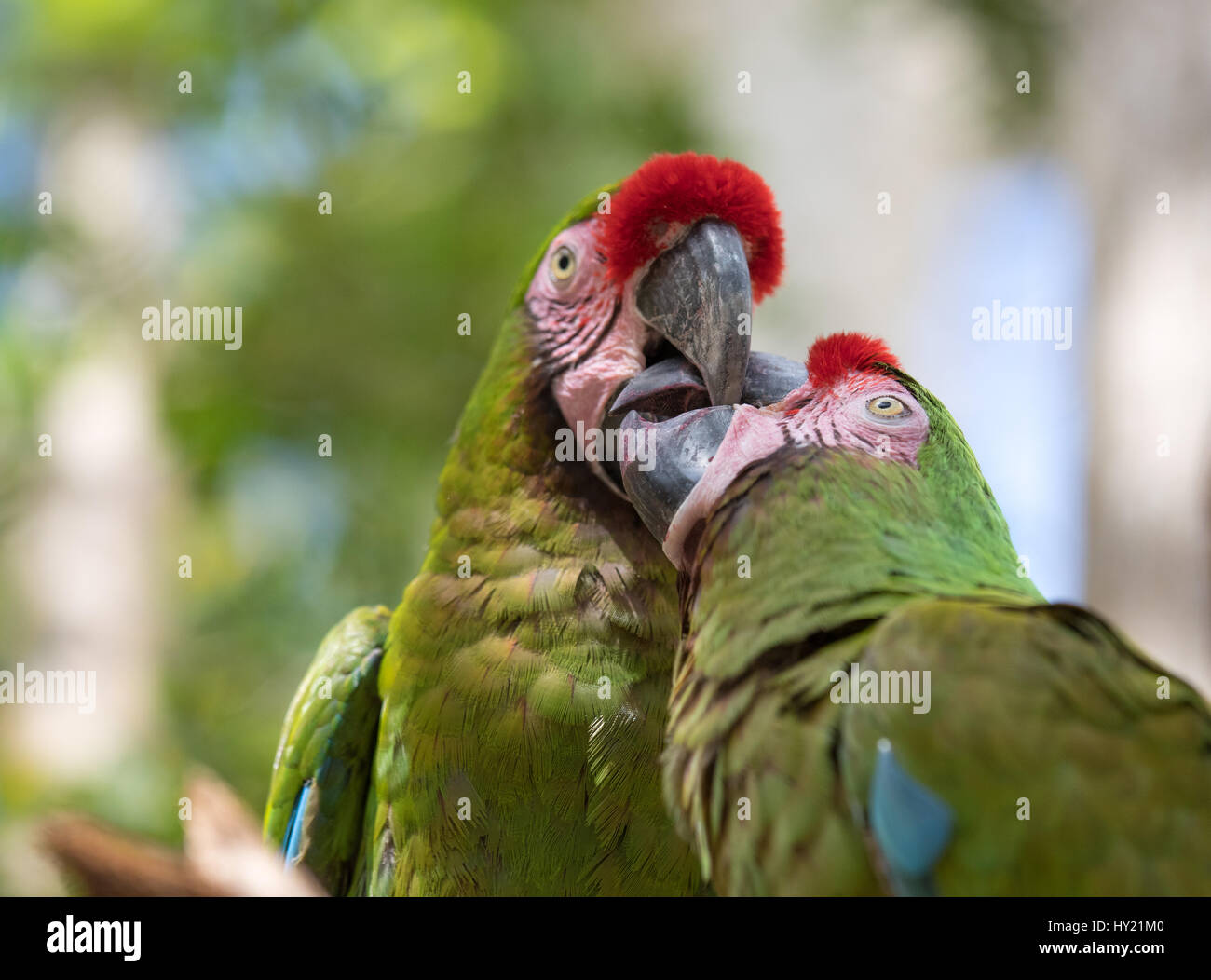 Macaw native to mexico hi-res stock photography and images - Alamy