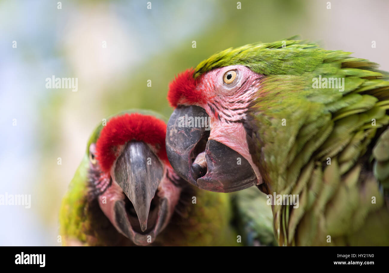Close-up of a military macaw. Cancun, Mexico Stock Photo - Alamy