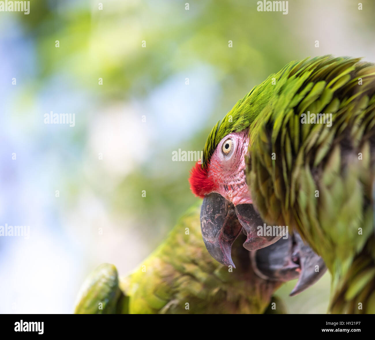 Close-up of a military macaw. Cancun, Mexico Stock Photo - Alamy