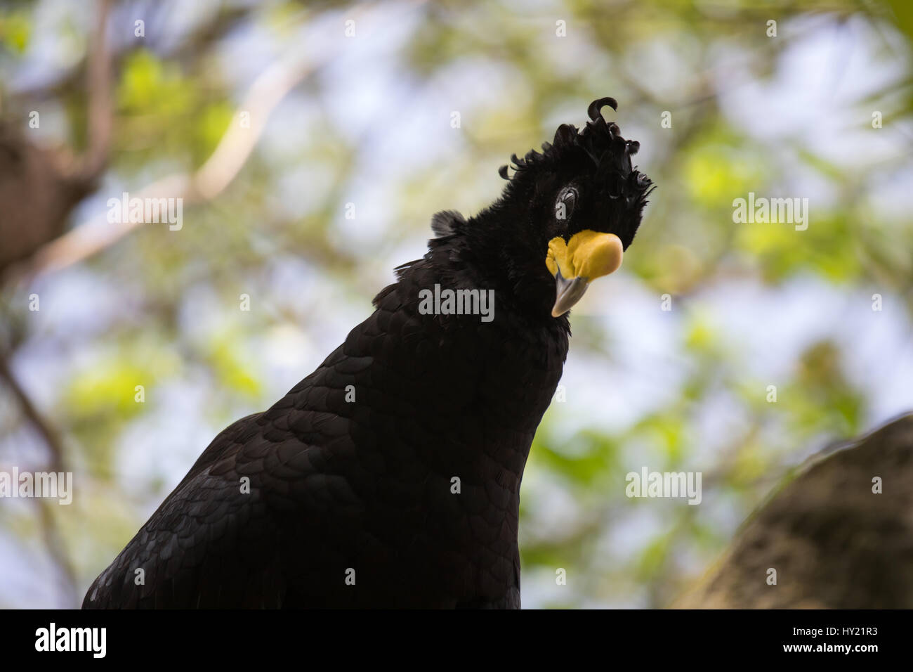 Close-up of a tropical bird. Cancun, Mexico Stock Photo - Alamy
